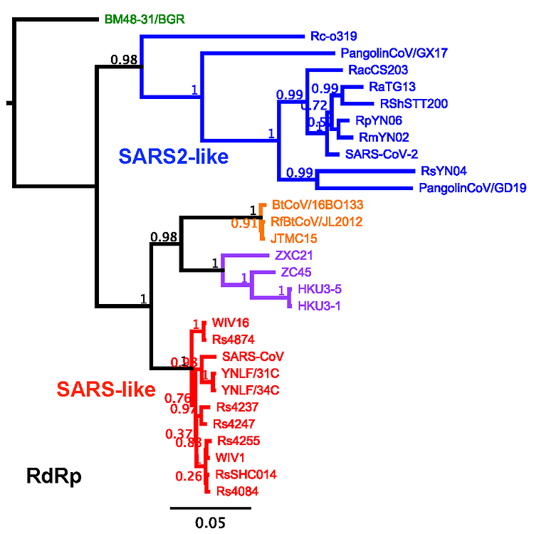 Phylogenetic and Recombination Analysis of SARS-CoV-2-like Viruses ...