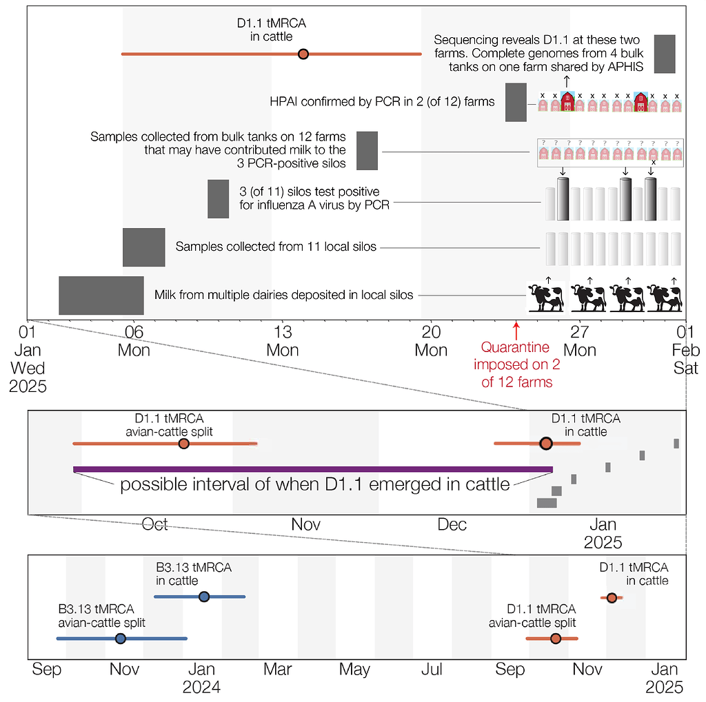Timing and molecular characterisation of the transmission to cattle of ...