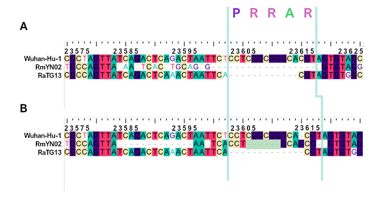 The Sarbecovirus origin of SARS-CoV-2’s furin cleavage site - nCoV-2019 ... The Sarbecovirus origin of SARS-CoV-2’s furin cleavage site - nCoV-2019 ...