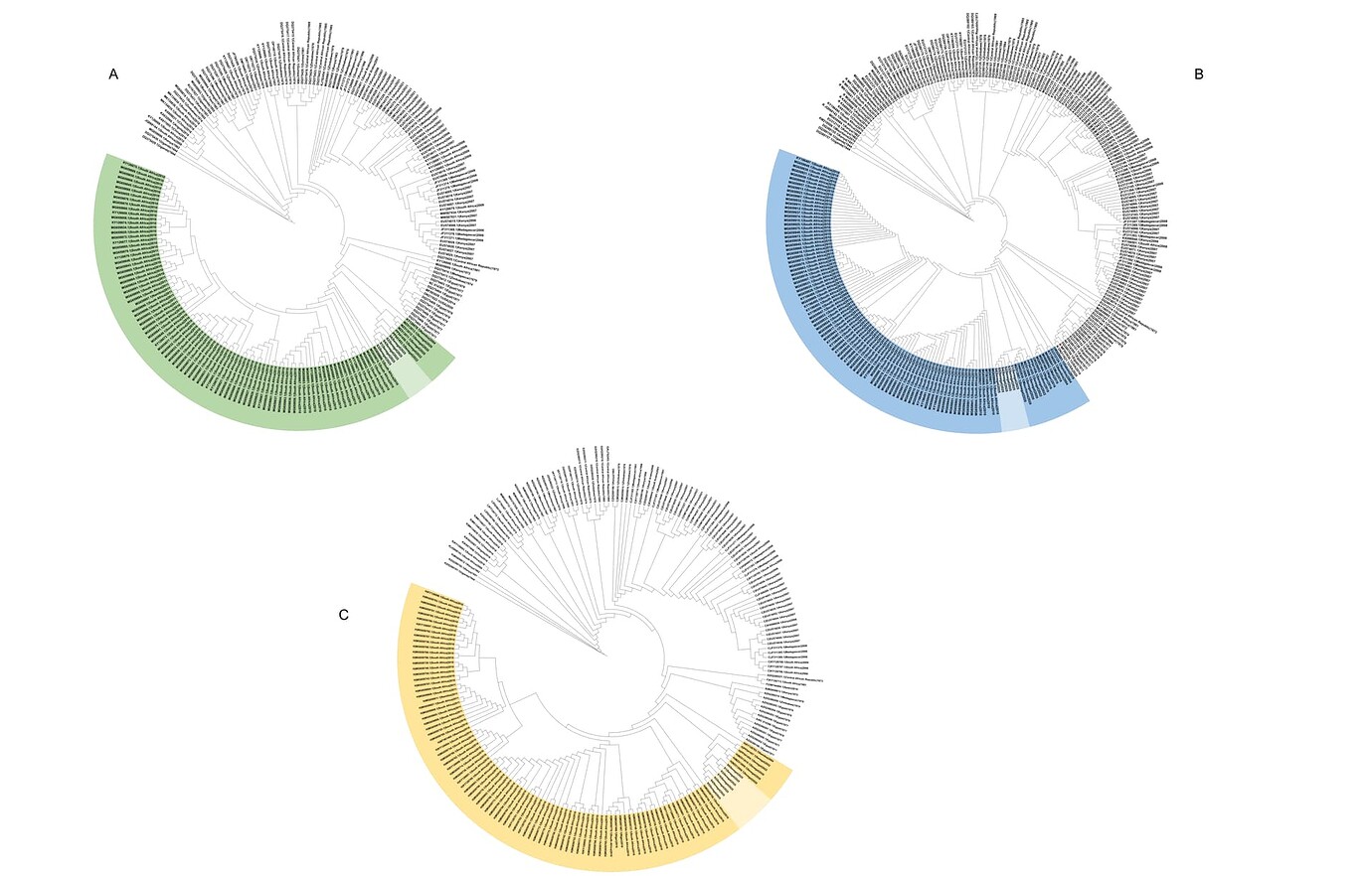 Molecular characterization of Rift Valley fever virus from the 2025 ...