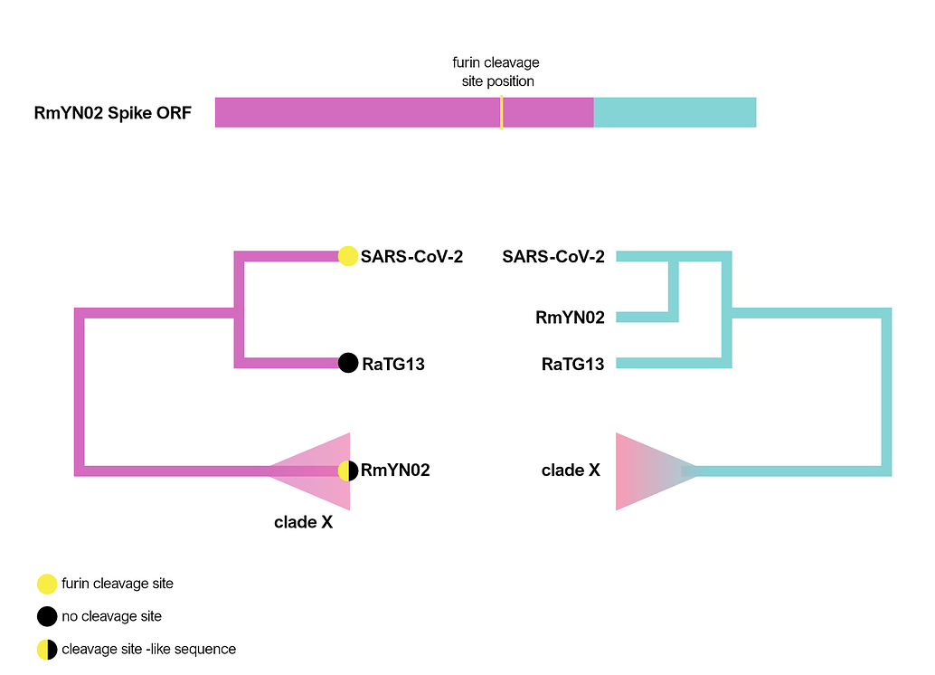 The Sarbecovirus origin of SARS-CoV-2’s furin cleavage site - nCoV-2019 ...