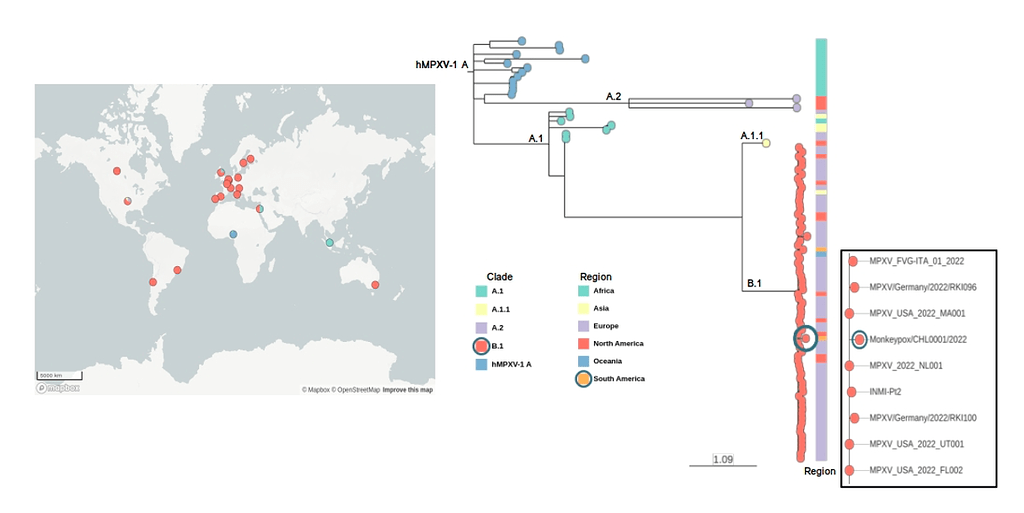 Draft genome of the first case of the Monkeypox virus in Chile ... Draft genome of the first case of the Monkeypox virus in Chile ...