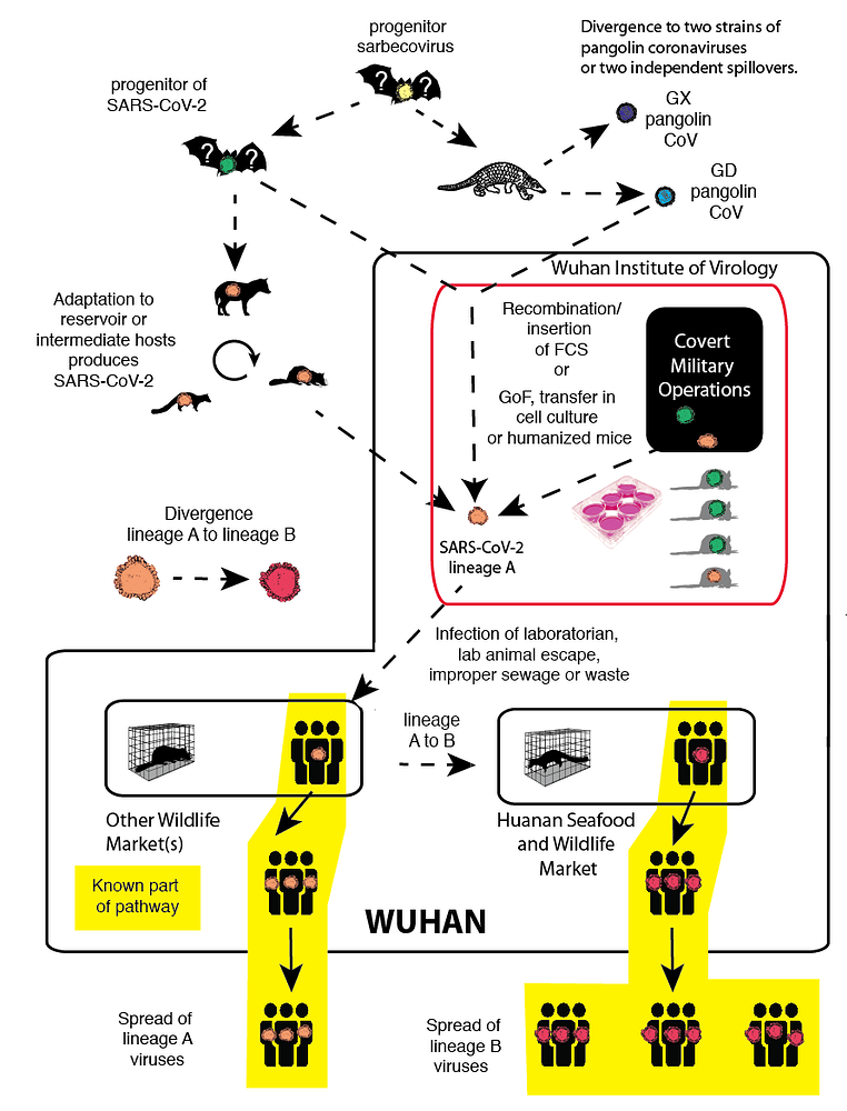 Early Appearance Of Two Distinct Genomic Lineages Of Sars Cov 2 In
