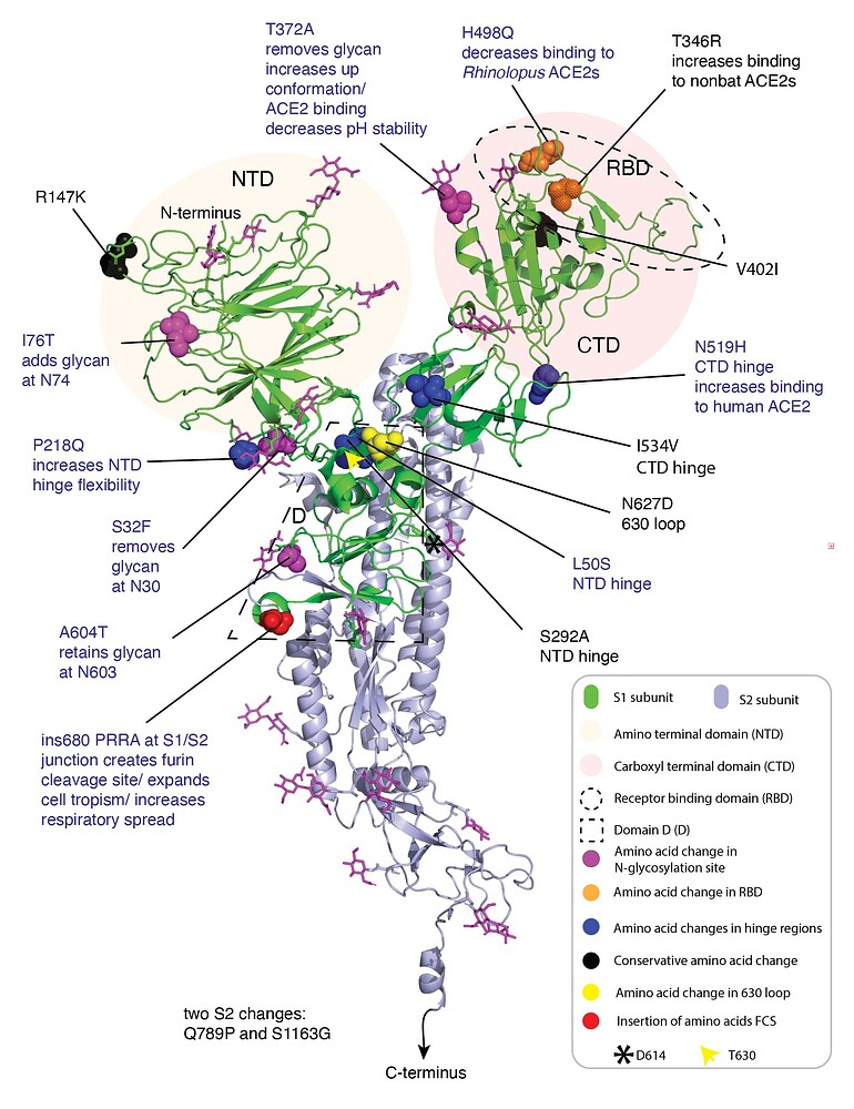 SARS-CoV-2 Spike displays multiple adaptive changes in addition to the ...
