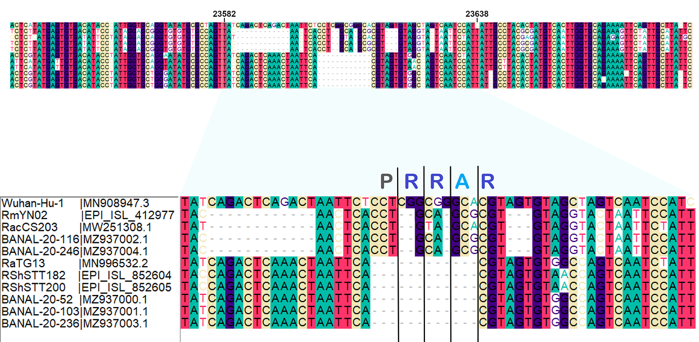 The Sarbecovirus origin of SARS-CoV-2’s furin cleavage site - nCoV-2019 ... The Sarbecovirus origin of SARS-CoV-2’s furin cleavage site - nCoV-2019 ...