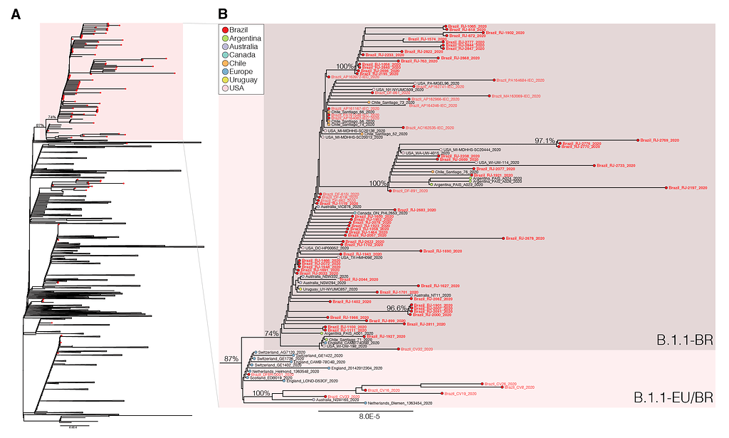 Genomic surveillance of SARS-CoV-2 reveals community transmission of a ...