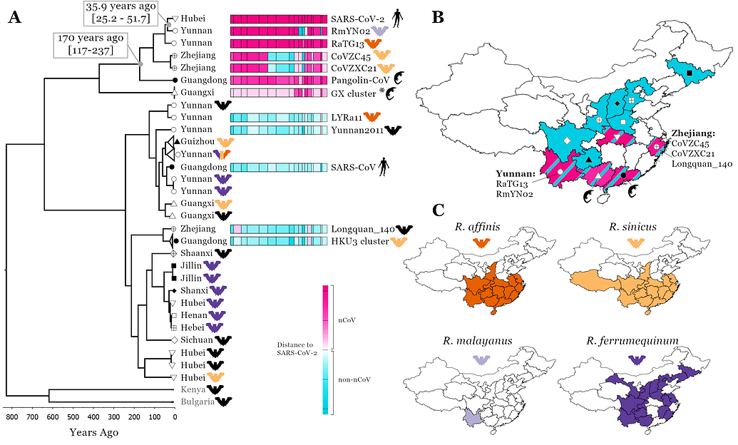 Exploring the natural origins of SARS-CoV-2 - nCoV-2019 Evolutionary History - Virological